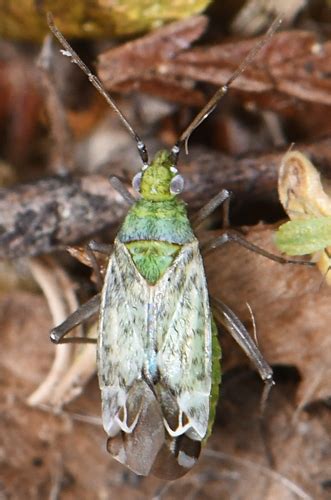 Macrotylus Paykullii · Inaturalist Mexico