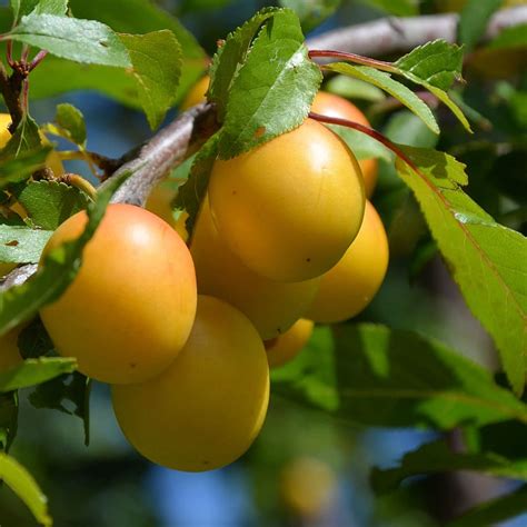 Ciruelas Amarillas Fruta Frutas Delicioso Maduro Amarillo Sano