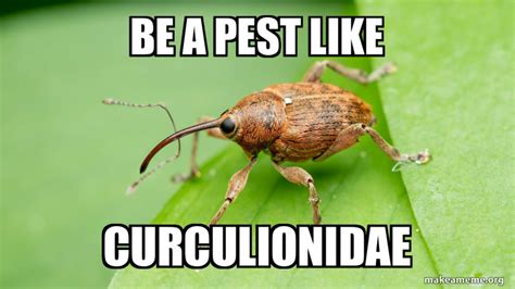 Be A Pest Like Curculionidae Meme Generator