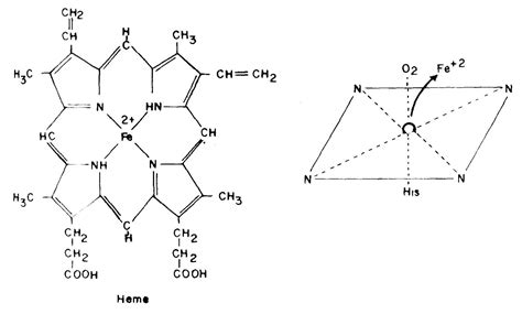 HemoglobinopatÍas Hemoglobina CaracterÍsticas Estructurales Y Bases