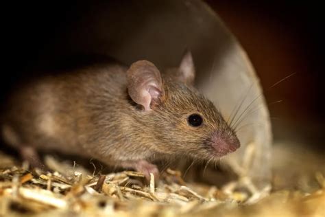 Ratón De Campo Características Hábitat Alimentación