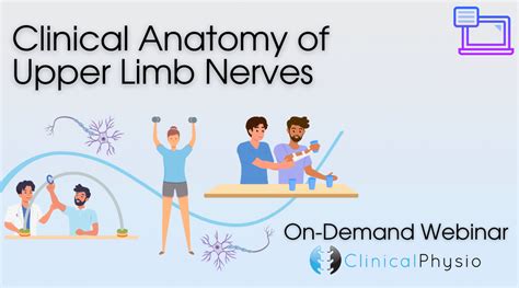 Clinical Anatomy Of Upper Limb Nerves Clinical Physio