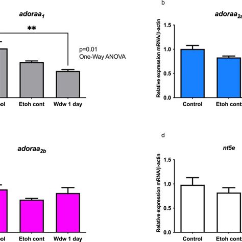 Gene Expression Of Adenosine Receptors And Ecto 5 Nucleotidase After Download Scientific