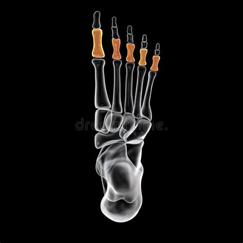 Proximal Phalanges Of The Foot 3d Illustration Stock Illustration