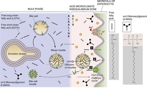 The Nutrivore The Inversion Pattern Cholesterol Code Or Cholesterol