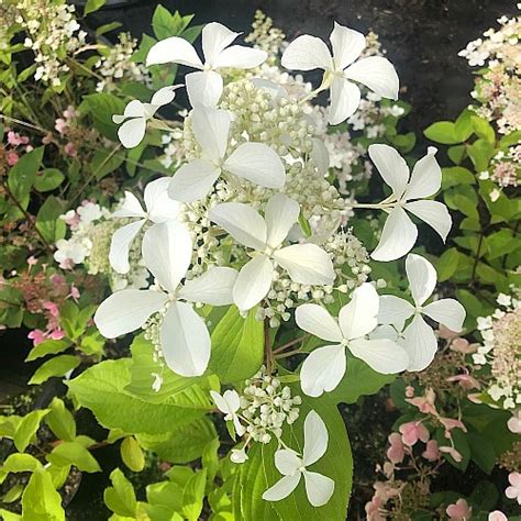 Hydrangea Paniculata Great Star Pbr At Loder Plants Rh13 6pp