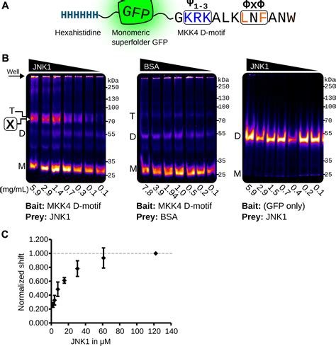 Facile Detection Of Peptideprotein Interactions Using An Electrophoretic Crosslinking Shift