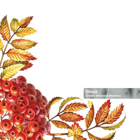 가을 산 화산재 코너 프레임 수채화는 손으로 그린 것입니다 예술적 색상 컬러 그림입니다 격리 라벨 패키지용 예를 들어 인쇄물 엽서 포스터 및 배너 용 0명에 대한 스톡 벡터