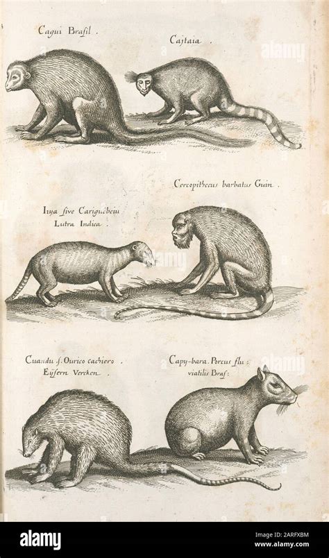Cagui Brasil; Cajtaia; [Inya] sive Cariguewbeiu Lutra Indica ...