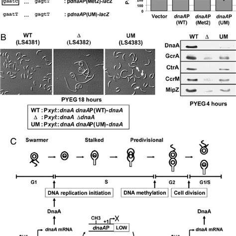 The Caulobacter Cell Cycle Control Circuit A Schematic Of The Cell