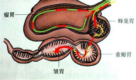 毛肚是牛的第几个胃，第三个胃（牛一共有4个胃） 小狼观天下