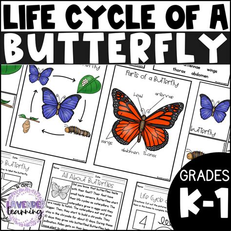 Life Cycle Of A Butterfly Activities Worksheets Booklet Butterfly