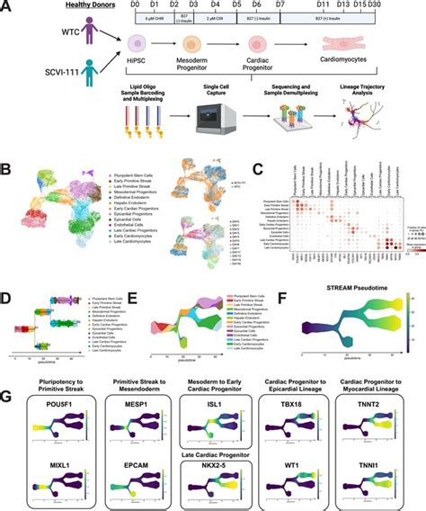 Combined Lineage Tracing And Scrna Seq Reveals Unexpected First Heart Field Predominance Of