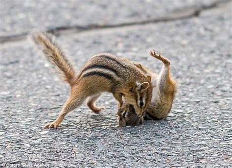 Fighting Chipmunks In Conneticut Are Separated By Sparrows Protecting Their Nest Daily Mail Online