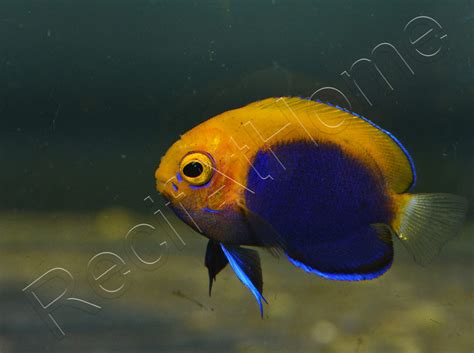 Centropyge Acanthops Wysiwyg2 Breeding Oceans 3 5 Cm