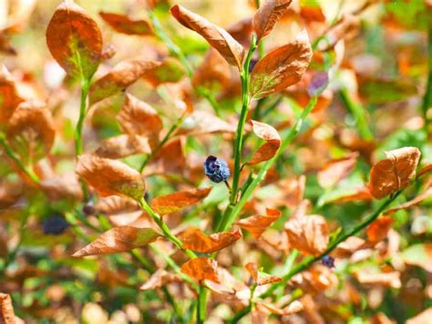 Watering Blueberry Plants An Essential Guide For Home Growers The
