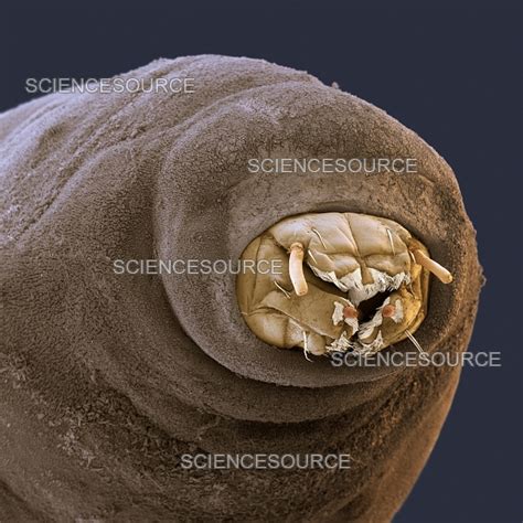 Crane Fly Tipula Sp Larva Sem Stock Image Science Source Images