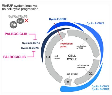 Palbociclib Pfizer Oncology Development Website