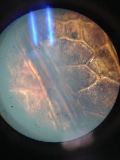 Grasshopper Putting Biology Under The Microscope