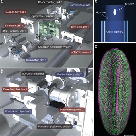 Multiview Light Sheet Microscopy Of Fruit Fly Embryo A Layout Of Download Scientific Diagram