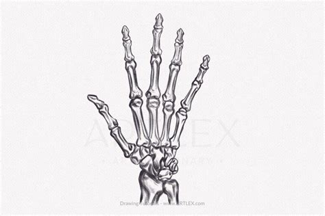 Skeleton Hand Drawings