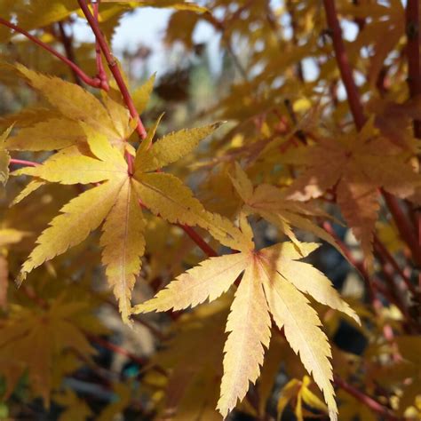 Acer Palmatum Sango Kaku Coral Bark Japanese Maple Mid Valley Trees