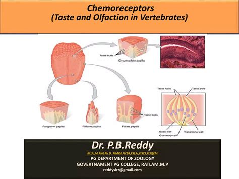 Olfactory And Gustatory Receptors Pptx