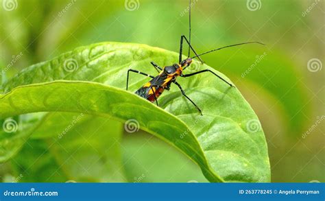 Assassin Bug On A Leaf Stock Image Image Of Cotacachi 263778245