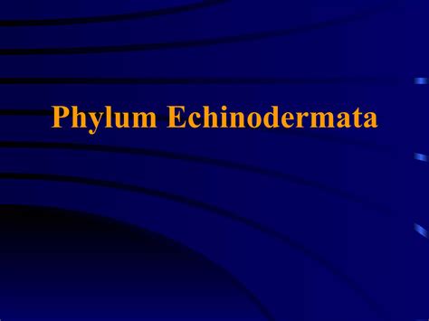 11 Echinodermata Ppt