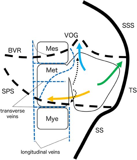 Functional Cerebral Venous Anatomy A Perspective On Venous Collaterals