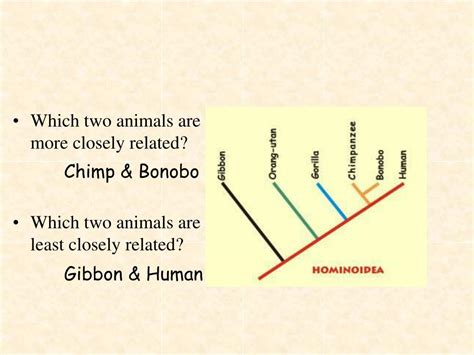 Ppt Taxonomy Powerpoint Presentation Free Download Id2291015
