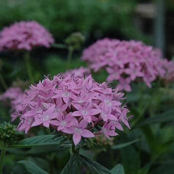 Pentas Lanceolata New Look® Series Egyptian Star Flower Garden