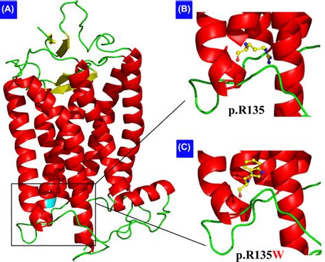 Cartoon Representation Of The Model Structure Of The Rhodopsin Protein
