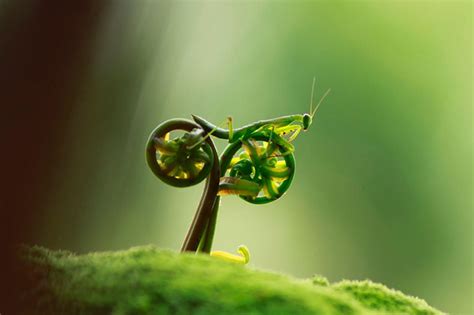 Grasshopper Wallpapers Wallpaper Cave