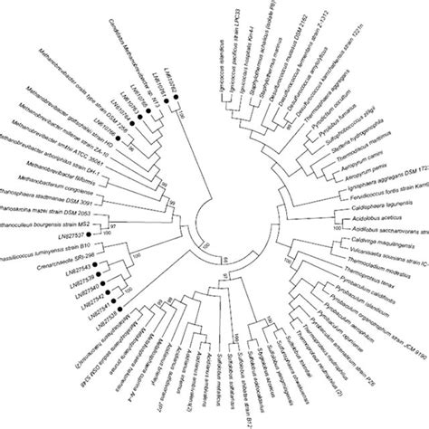 Methanogenesis Pathway The Predicted Pathway Of Methane Formation In