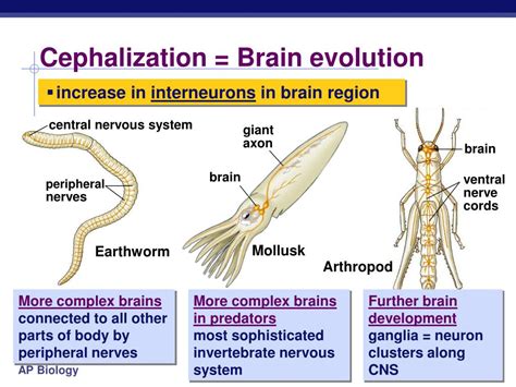 Ppt Nervous Systems Powerpoint Presentation Free Download Id4546977