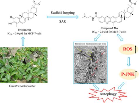 Journal Of Natural Products Acs Publications