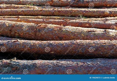 Pine Logs Stock Image Image Of Ring Industrial Wood 19629073