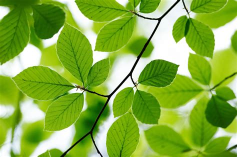 Tree Identification Do I Have A Beech Tree Davey Tree