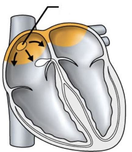 Lab 6 — Autorhythmic Cells Electrocardiogram And Electrocardiogram