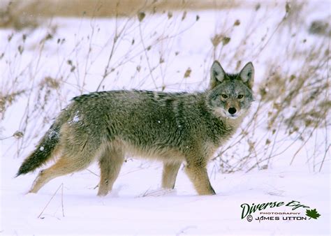 Coywolf Wolf Coyote Hybrid