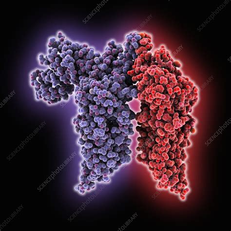 Nadph Oxidase 5 Molecular Model Stock Image C059 8125 Science Photo Library