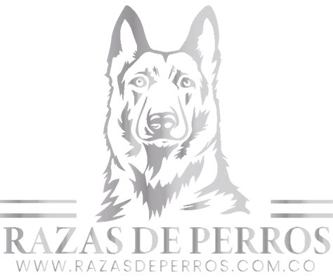 Cocker Spaniel Razas De Perros