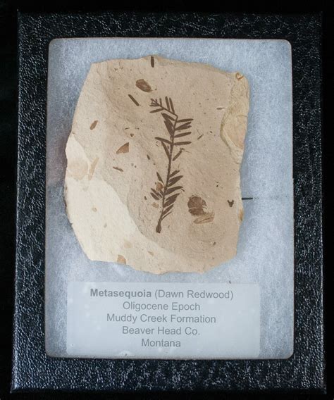 Metasequoia Dawn Redwood Fossil Montana 15862 For Sale