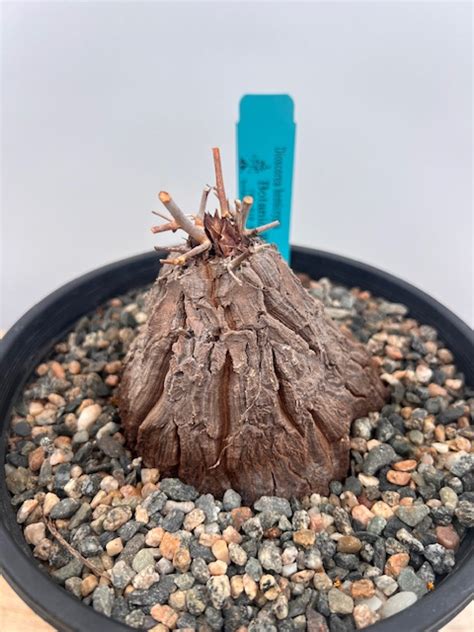 Dioscorea Hemicrypta 1 Gallon Pot A Botanic Wonders