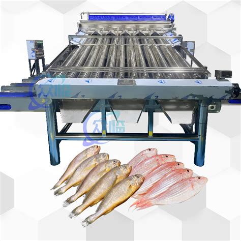 Automatic Fish Classify Machine With 12 Roller Automatic Fish