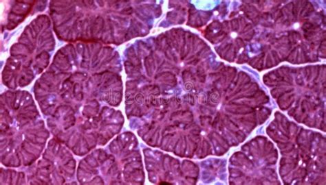 Microscopic View Of A Tissue Sample Possibly From A Histology Slide