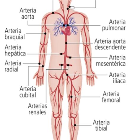 Sistema Arterial — Juego De Quiz Kharty