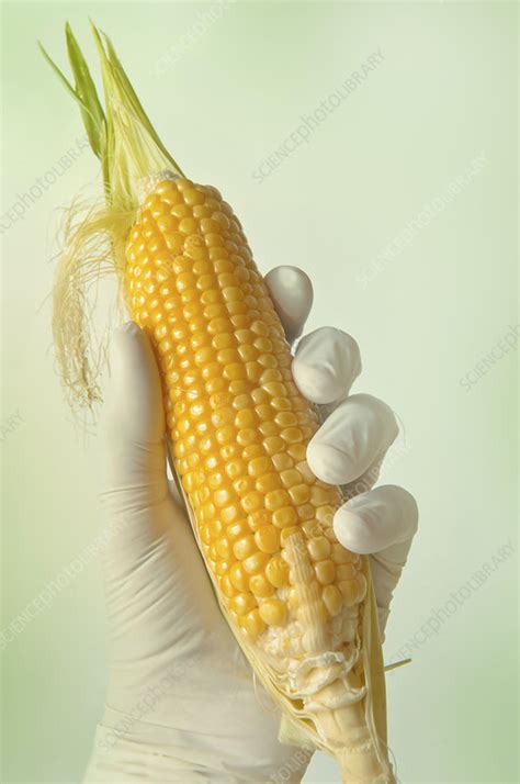 Gmo Corn Conceptual Image Stock Image F0217055 Science Photo