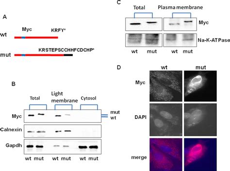 Subcellular Fractionation And Immunofluorescence Microscopy Of Wt And